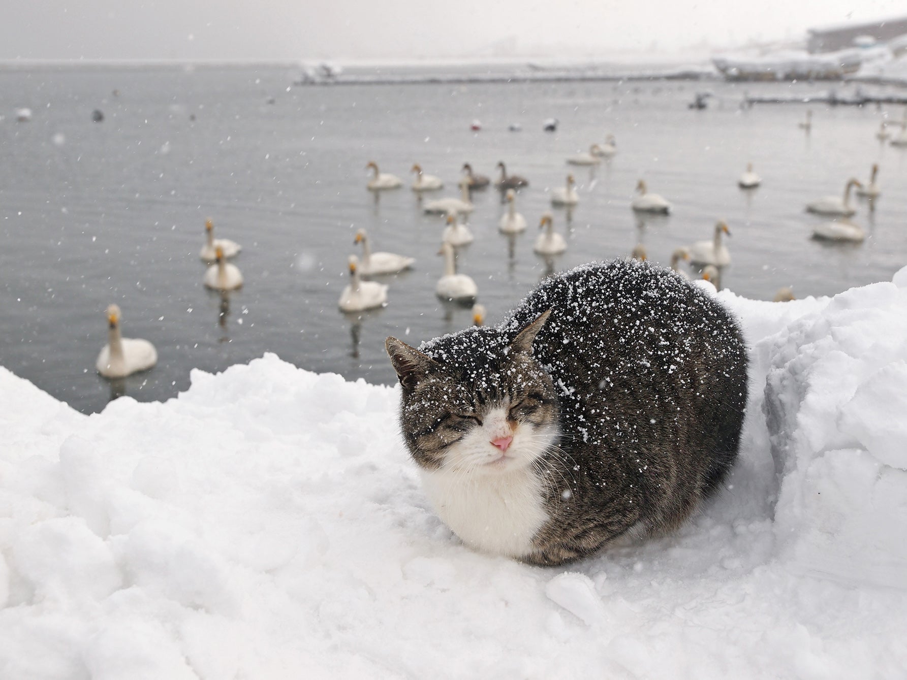 ネコネコごよみ 1月｜カバーストーリー｜JAF Mate Online